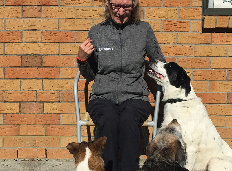 Dog Daycare Auckland, Dog Hotel | The Doggery, Auckland, NZ