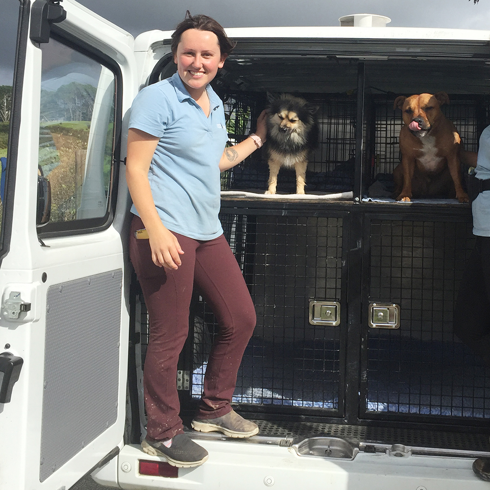 Dog Care Services | The Doggery, Auckalnd