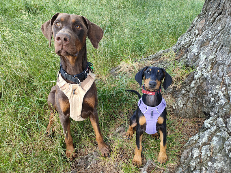 Dog Care Services | The Doggery, Auckalnd