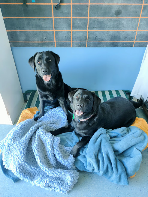 Our Facilities, Our Dog Rooms | The Doggery, Auckland