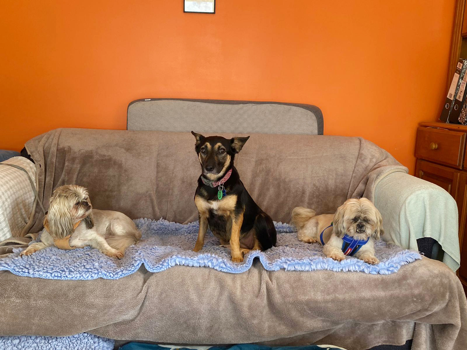 Our Facilities, Our Dog Rooms | The Doggery, Auckland