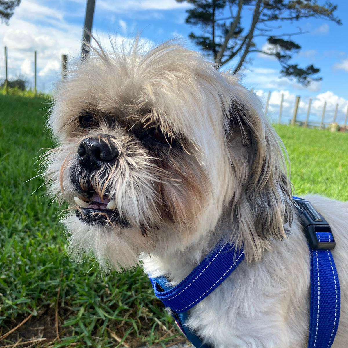 About Us | The Doggery, Auckland