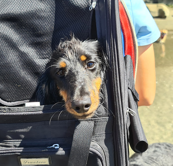 Medical and Post Surgical Dog Care | The Doggery, Auckland