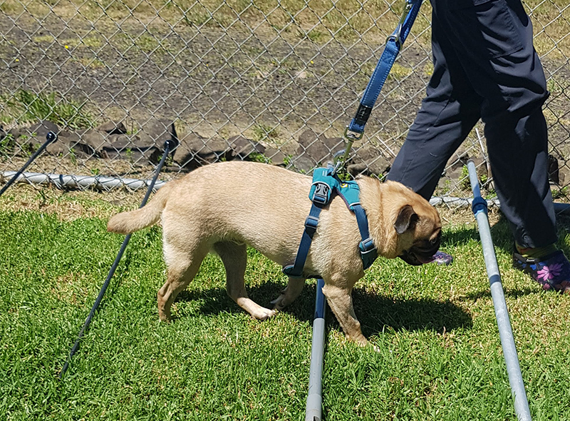 Dog Daycare Auckland, Dog Hotel | The Doggery, Auckland, NZ