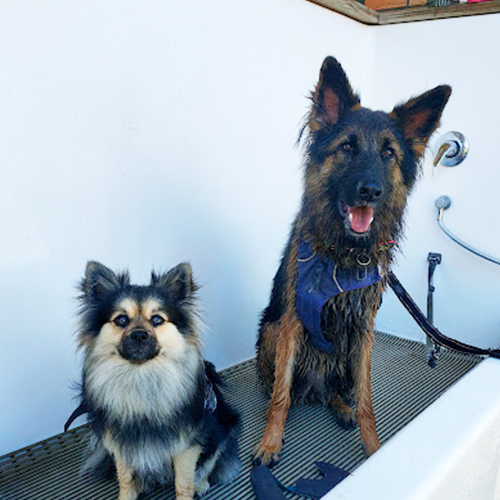 About Us | The Doggery, Auckland