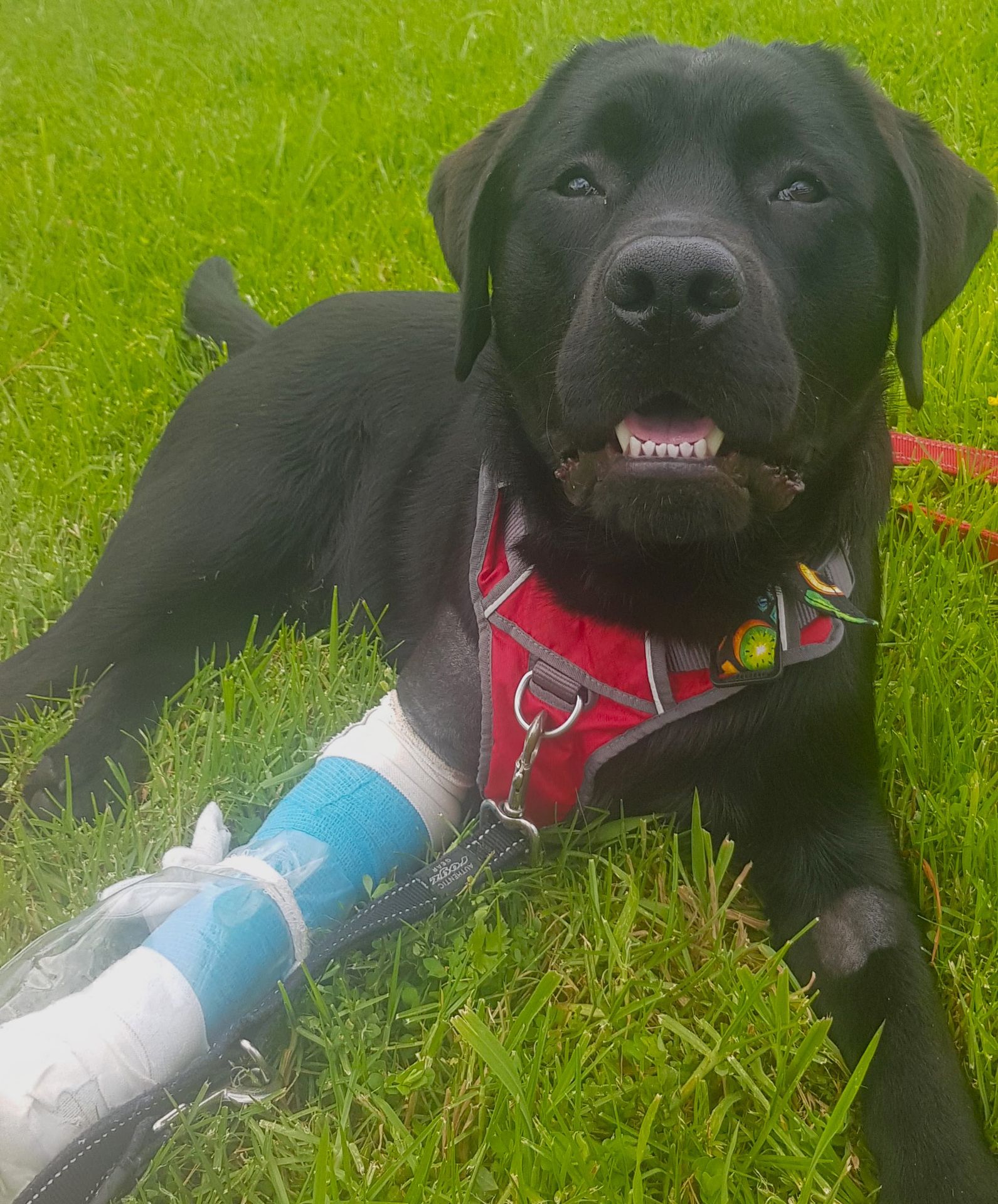 Dog Care Services | The Doggery, Auckalnd