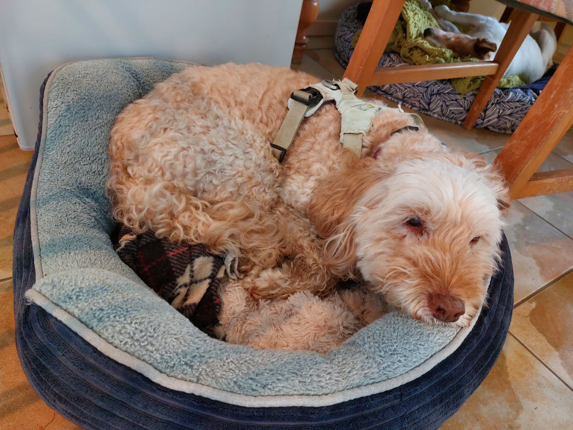 Medical and Post Surgical Dog Care | The Doggery, Auckland