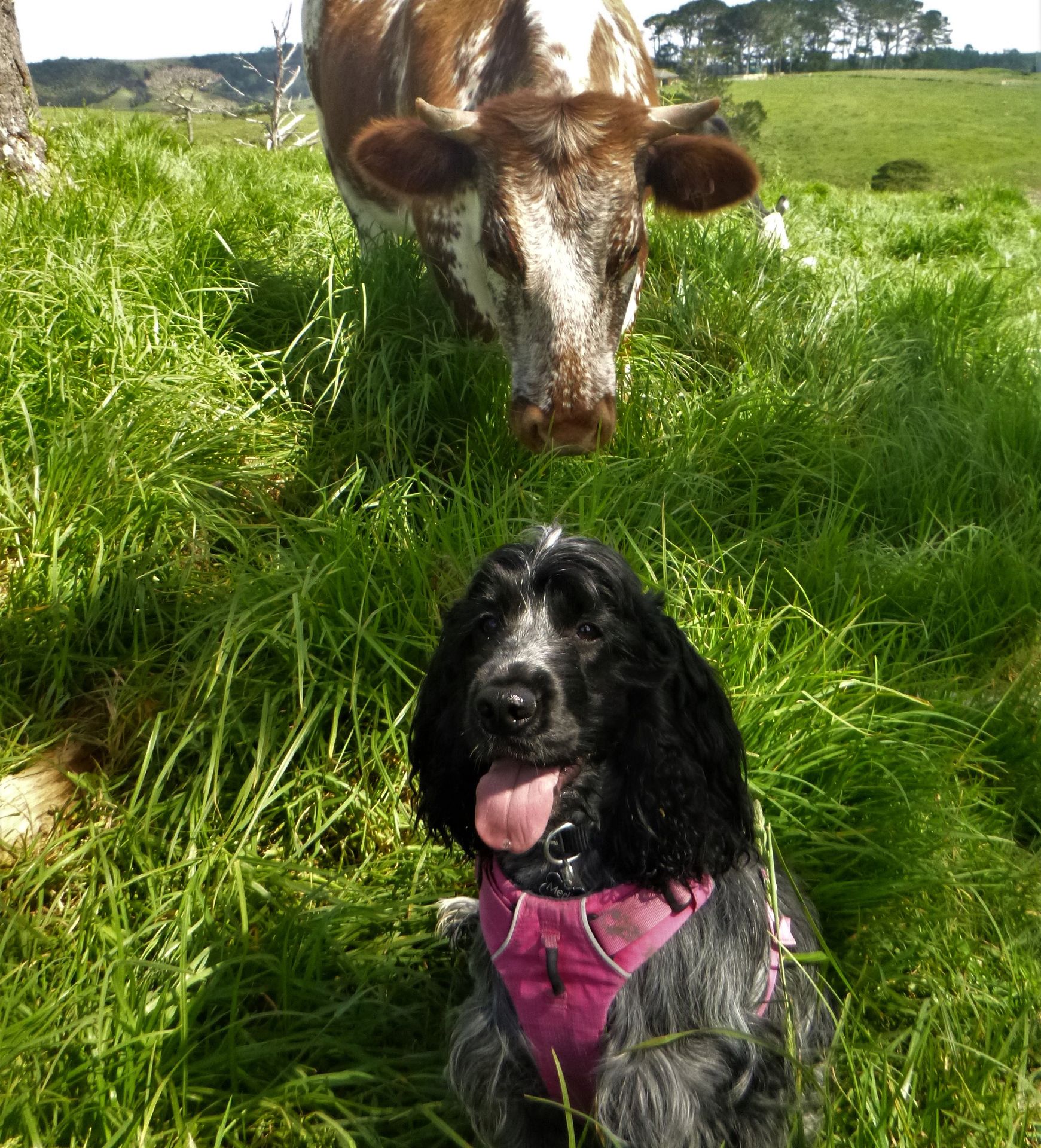 About Us | The Doggery, Auckland