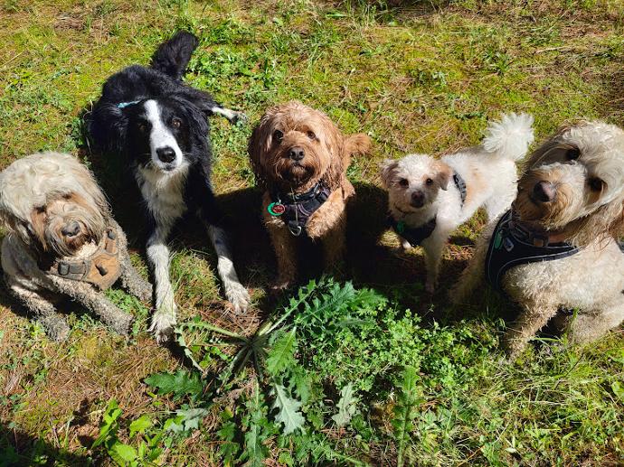 About Us | The Doggery, Auckland