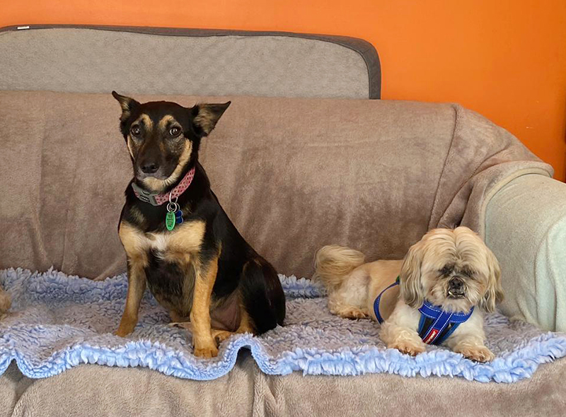 About Us | The Doggery, Auckland